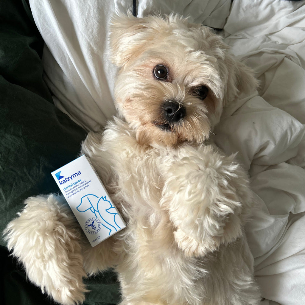 Dental Care - Kalzyme