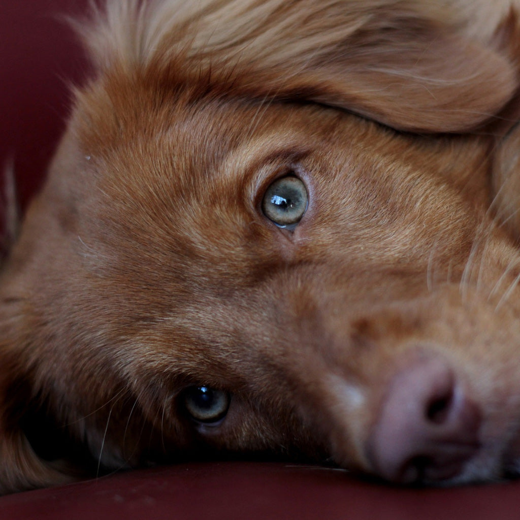 Dental Care - Kalzyme